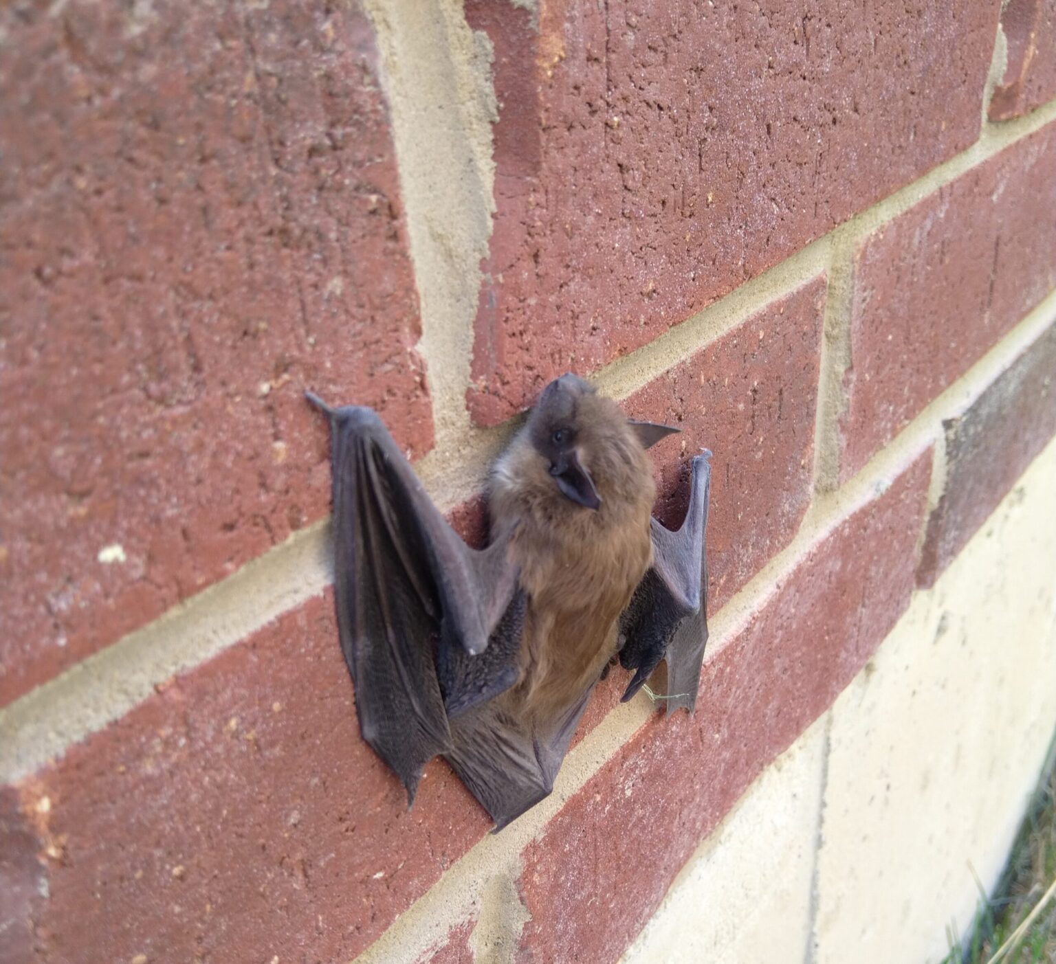 What To Do If Theres A Bat In Your Home | Creature Catchers: Urban ...